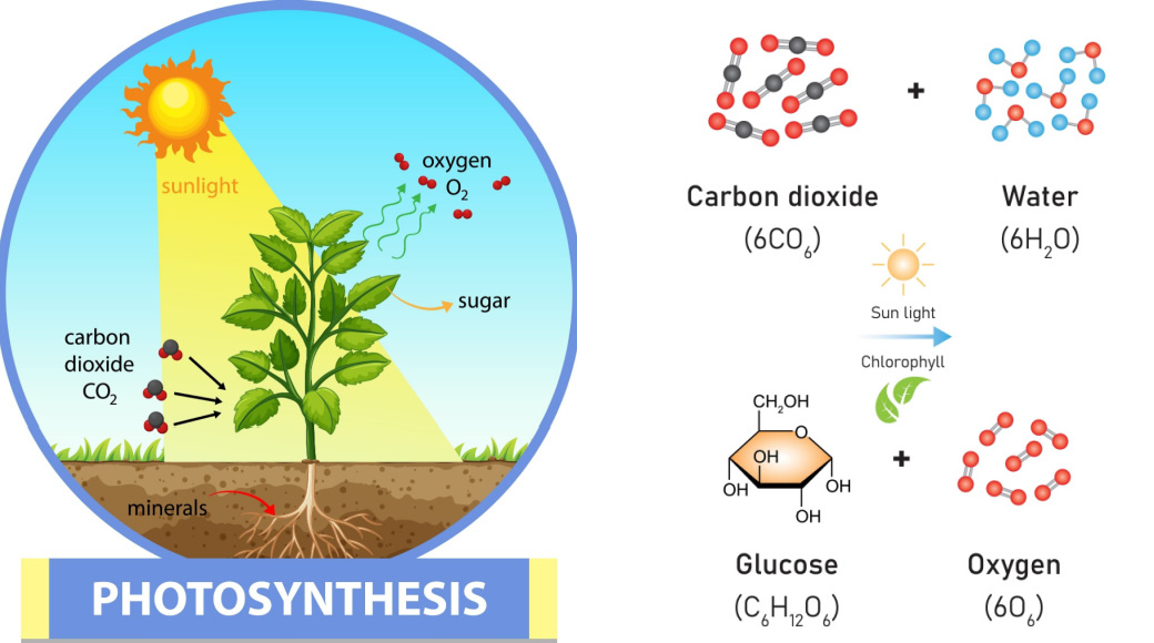 The Science of Spring: Understanding Plant Biology for a Blooming Garden