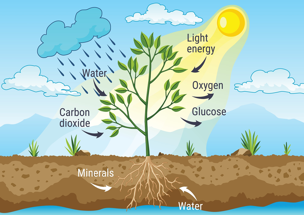 The Science of Spring: Understanding Plant Biology for a Blooming Garden
