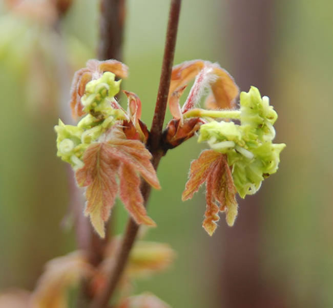 Acer Griseum - Chinese Paper Bark Maple | gardenseeker.co.uk